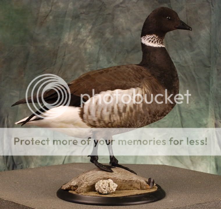 waterfowl taxidermy pics | IFish Fishing Forum