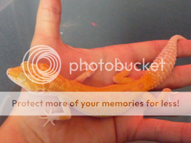 female RAPTOR leopard gecko | Reptile Forums