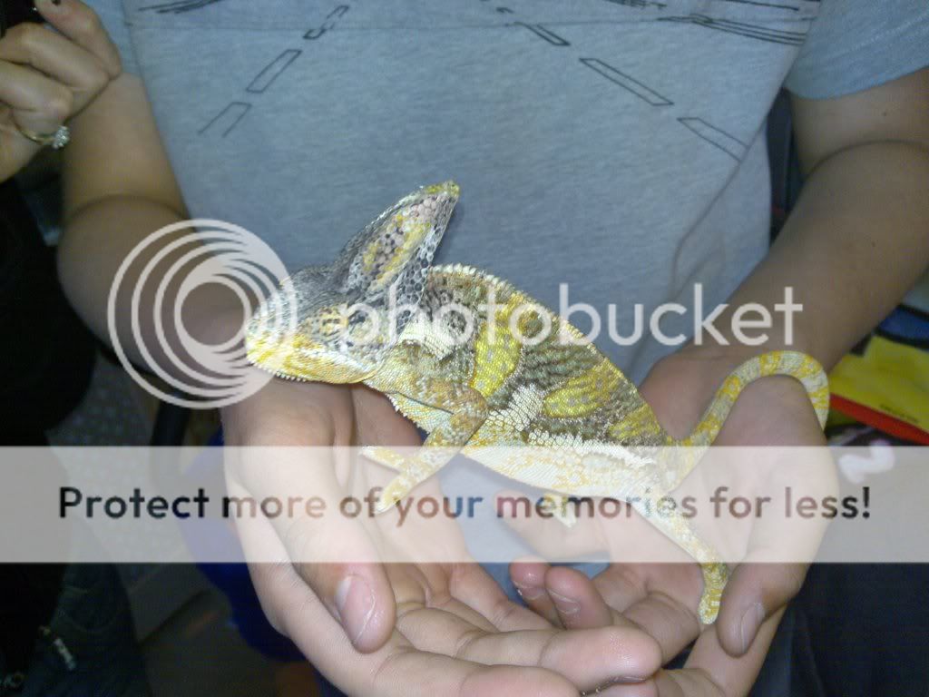 my new cham | Reptile Forums